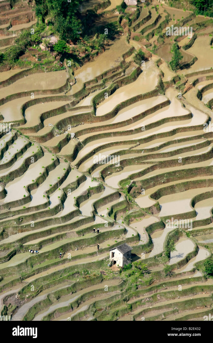 Yuanyang Rice Terraces, Yunnan, China Stock Photo - Alamy