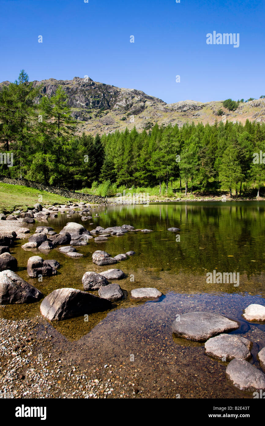 Blea Tarn Spring In May The Tarns Pine Trees Reflected Onto The Water ...