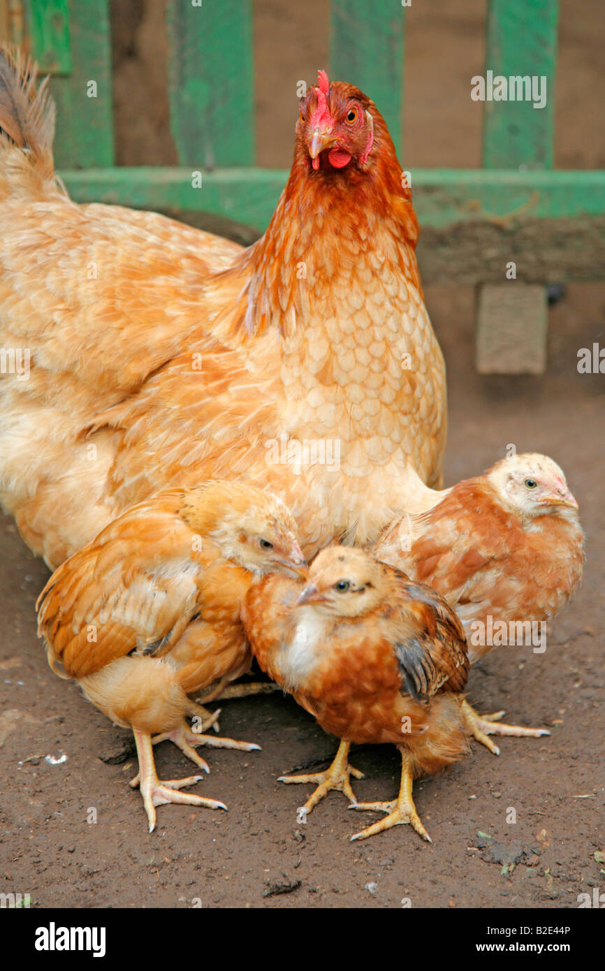 Chickens in a farmyard Stock Photo - Alamy
