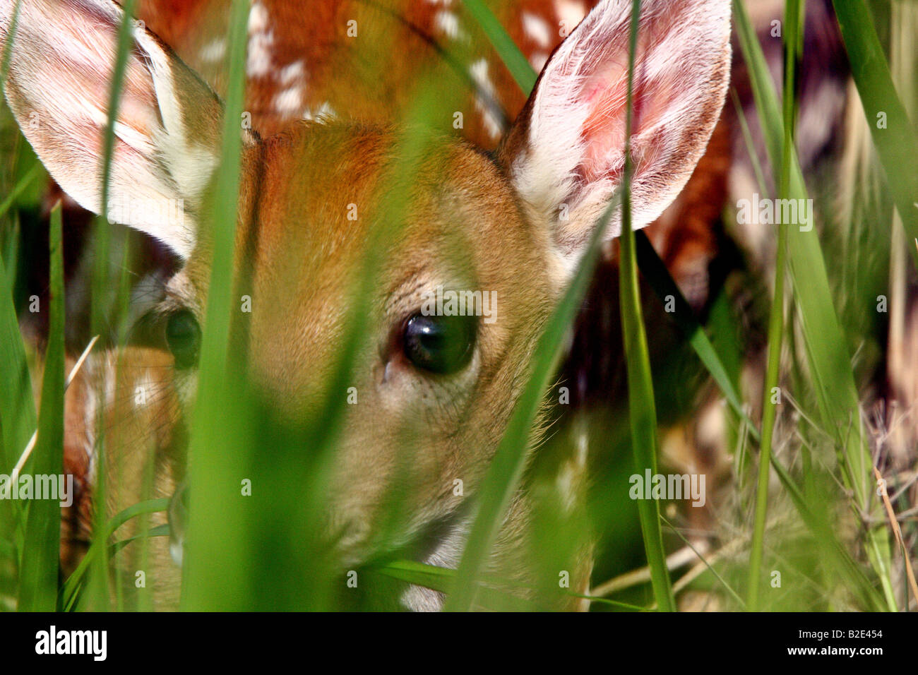 White tailed Deer fawn hiding in grass Stock Photo - Alamy