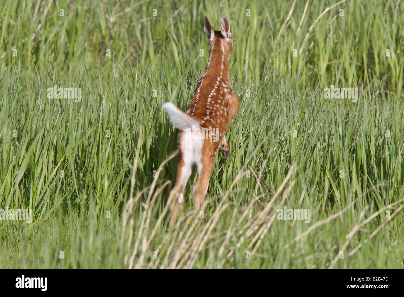 White tailed fawn running hi-res stock photography and images - Alamy