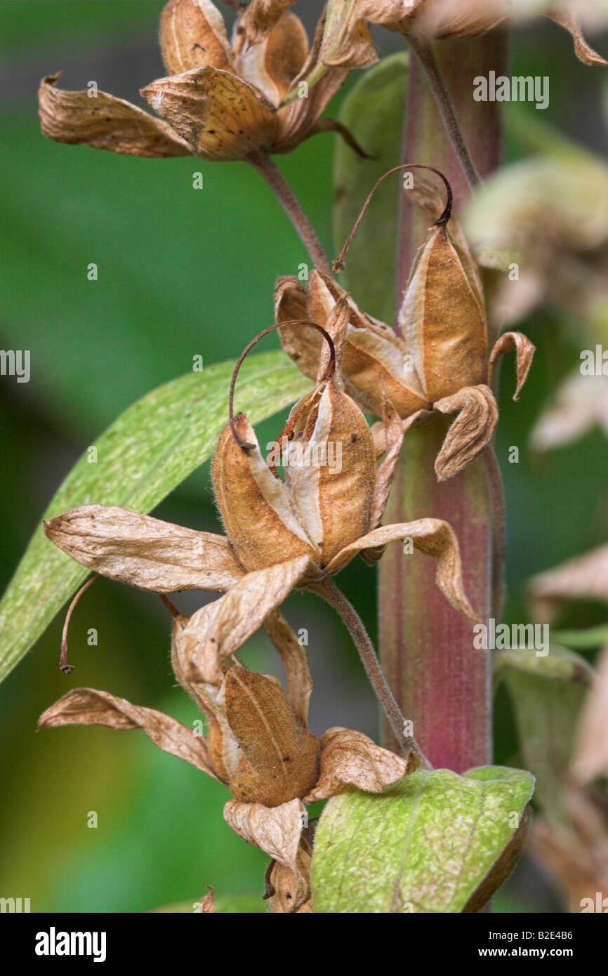 Foxglove seeds hi-res stock photography and images - Alamy