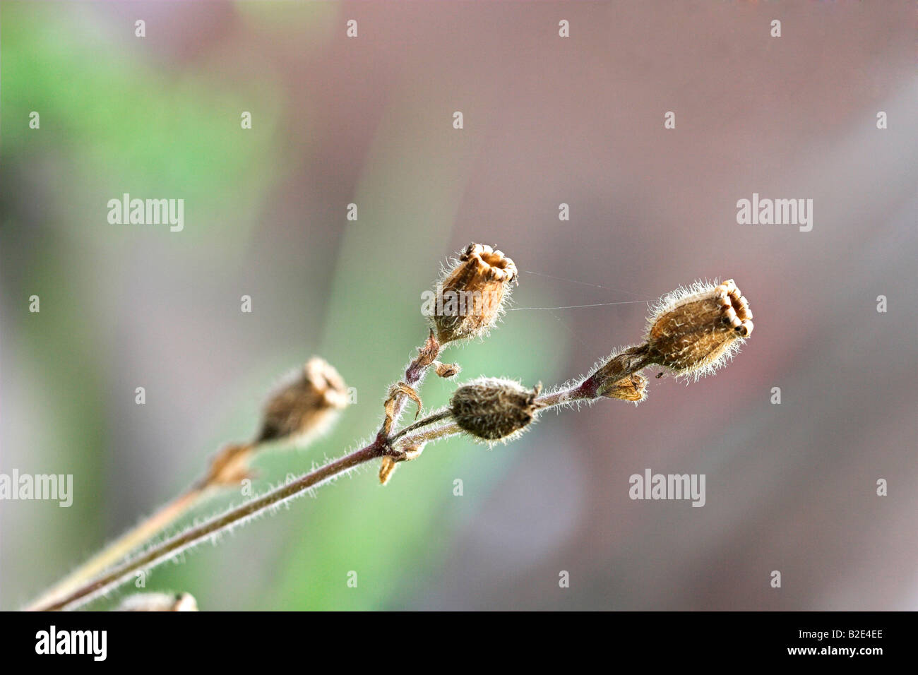 Seedhead of Red Campion Silene dioica Stock Photo - Alamy