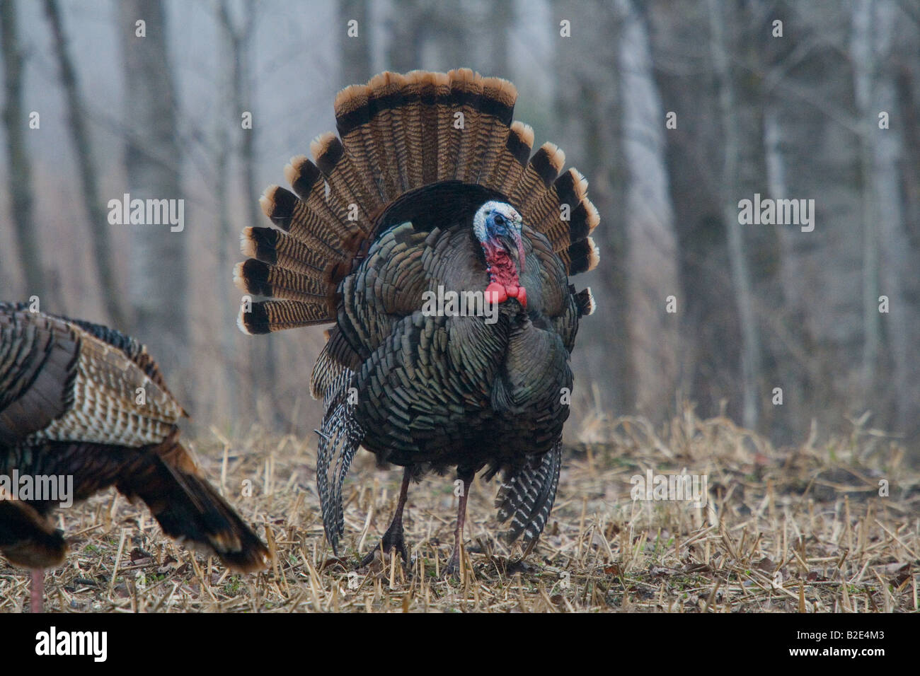 Jake eastern wild turkey in spring Stock Photo - Alamy