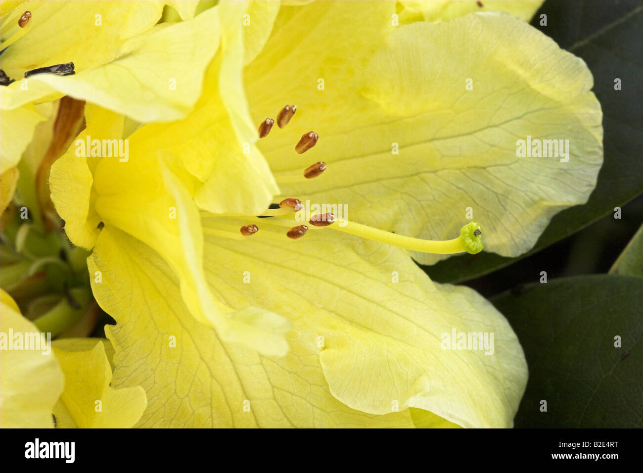 Close up of Yellow Rhododendron flower Rhododendron luteum Stock Photo ...