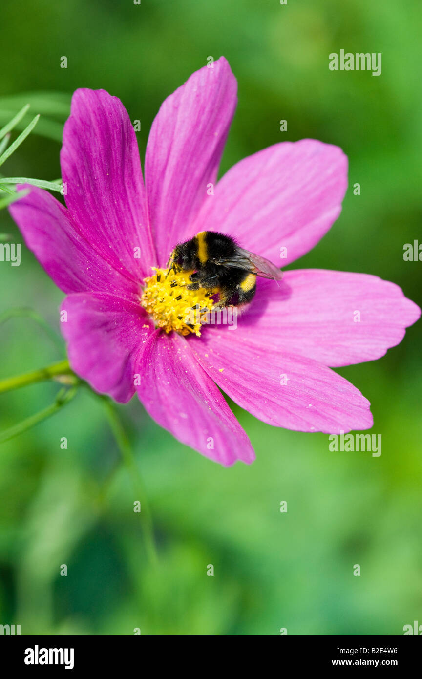 Bombus Lucorum. White tailed Bumblebee feeding on cosmos flower in an ...