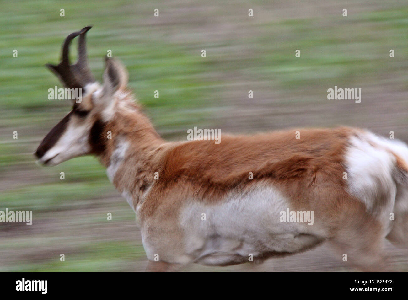 Pronghorn Antelope Canada Stock Photo - Alamy