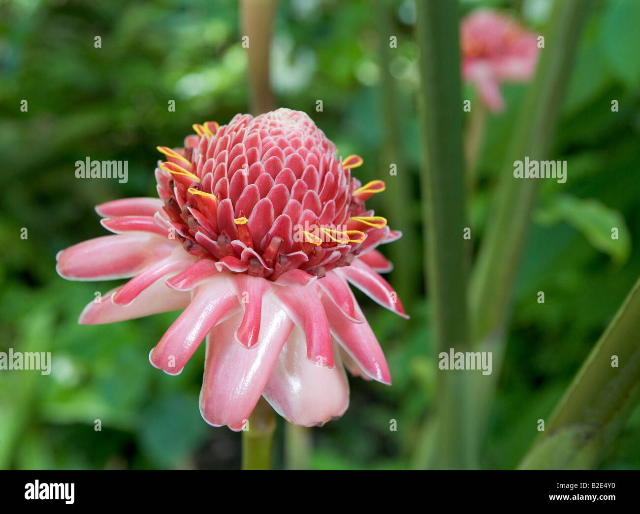 Torch ginger hi-res stock photography and images - Alamy