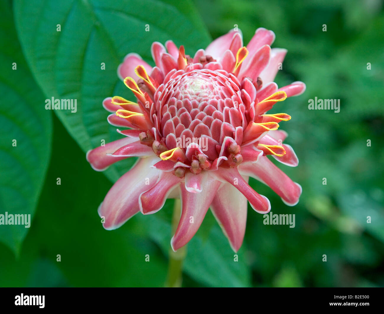 Caribbean rose hi-res stock photography and images - Alamy