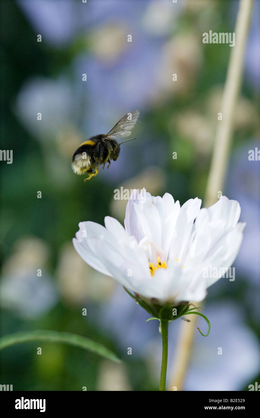 Bombus Lucorum. White Tailed Bumblebee flying over white cosmos Stock ...