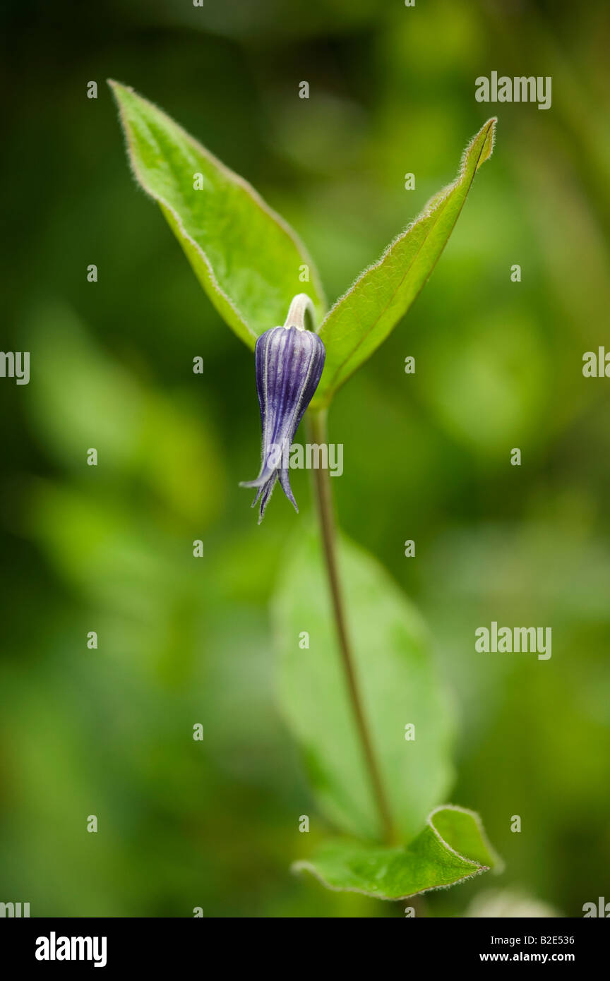 Clematis heracleifolia. Tube clematis flower Stock Photo - Alamy