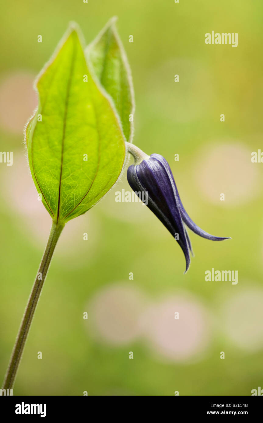 Clematis heracleifolia. Tube clematis flower Stock Photo - Alamy