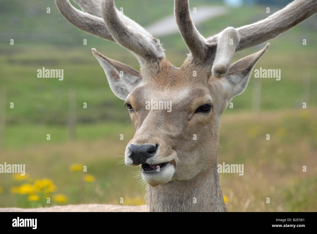 Red deer portrait Stock Photo - Alamy