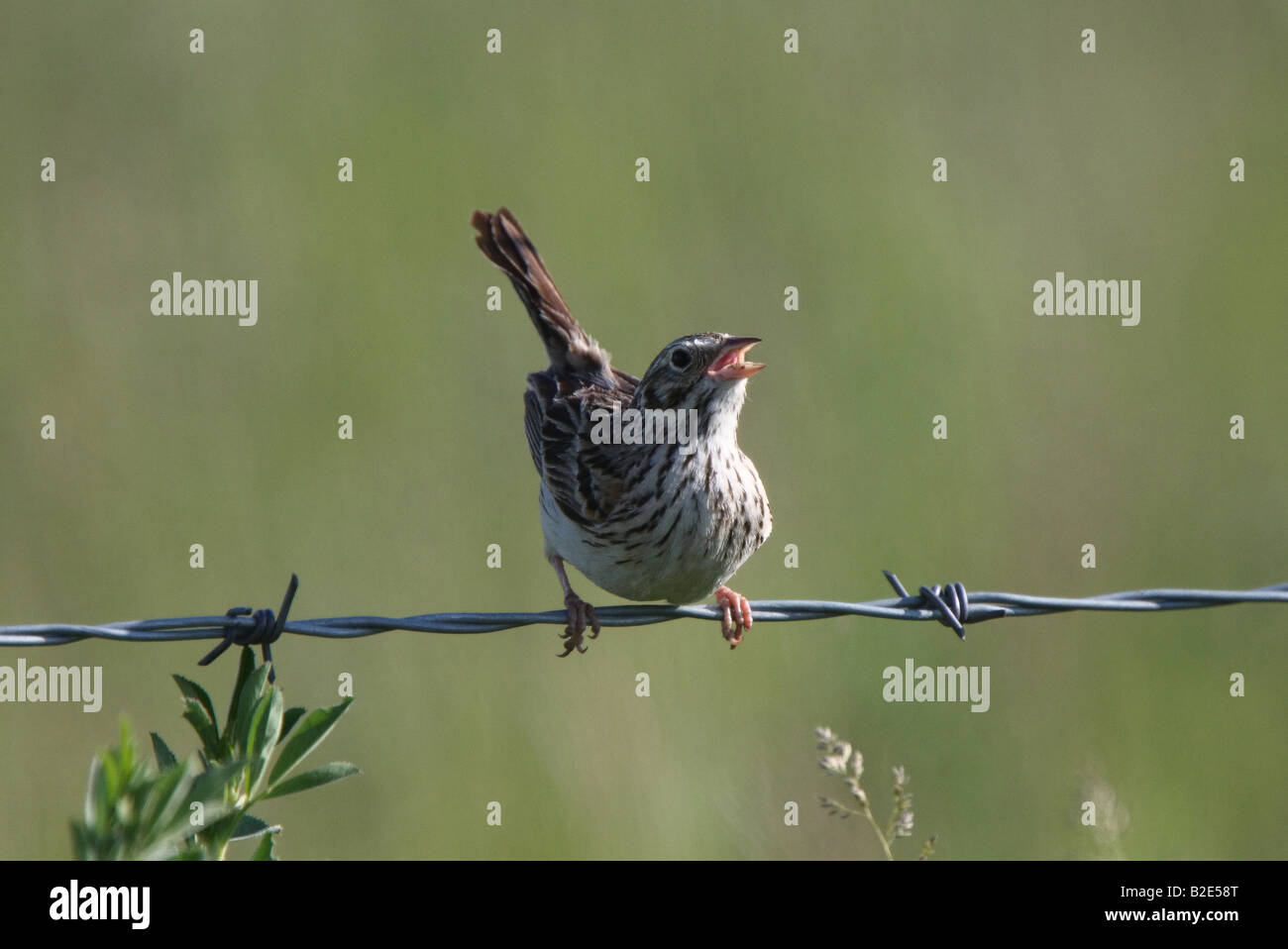 Savanah Sparrow perched on wire Stock Photo - Alamy