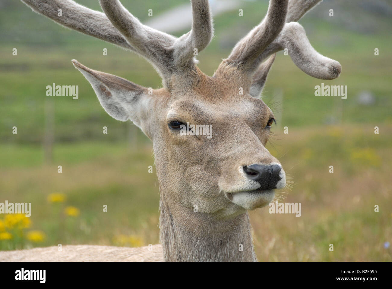 Red deer portrait Stock Photo - Alamy