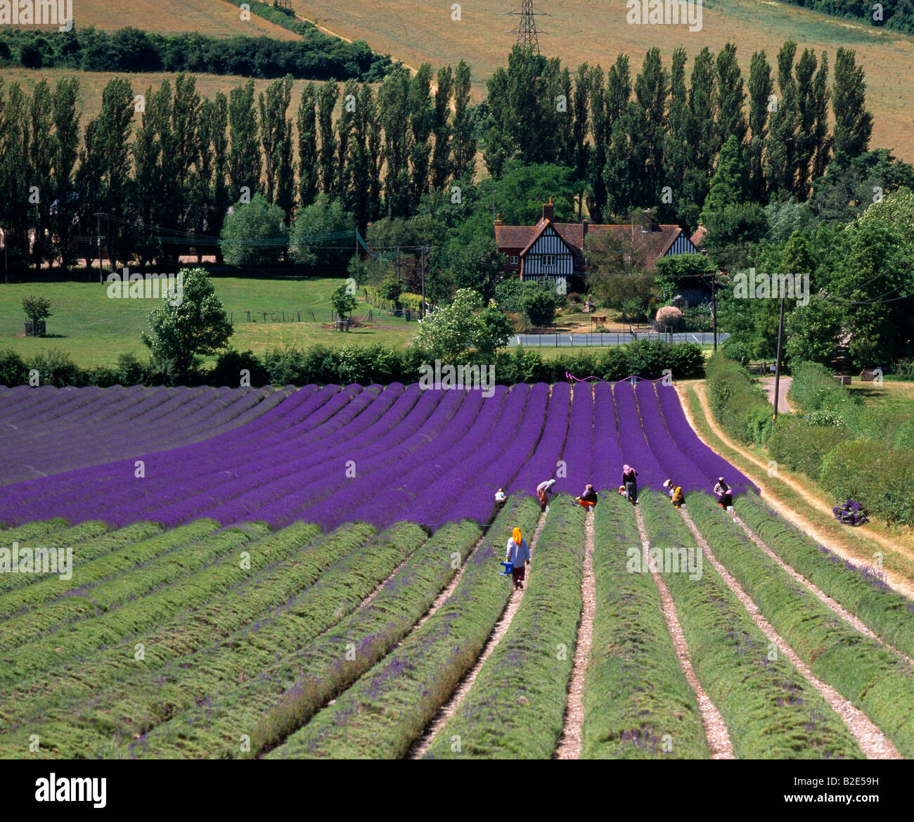 View of lavender being harvested at Castle Farm, Shoreham, Darent ...