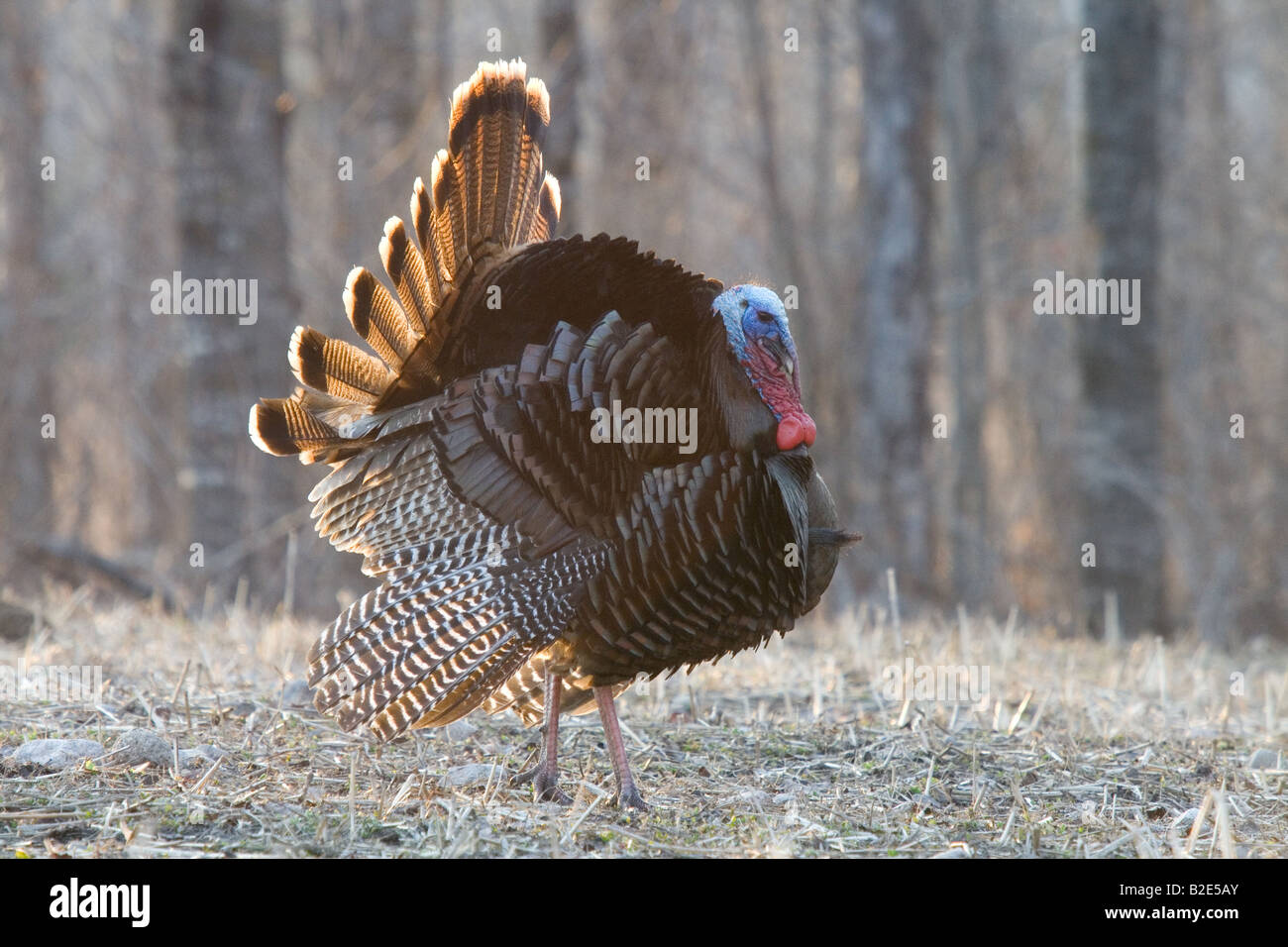 Jake eastern wild turkey in spring Stock Photo - Alamy