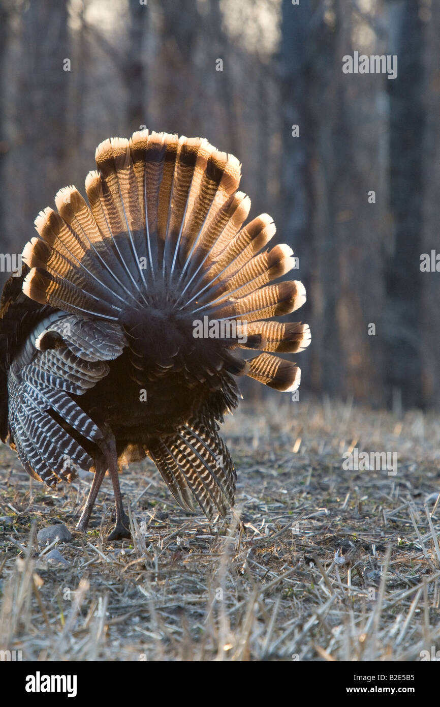 Jake eastern wild turkey in spring Stock Photo - Alamy