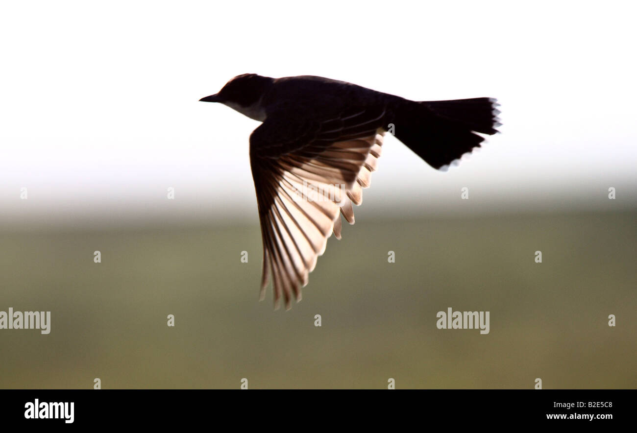 Eastern Kingbird in flight Stock Photo - Alamy