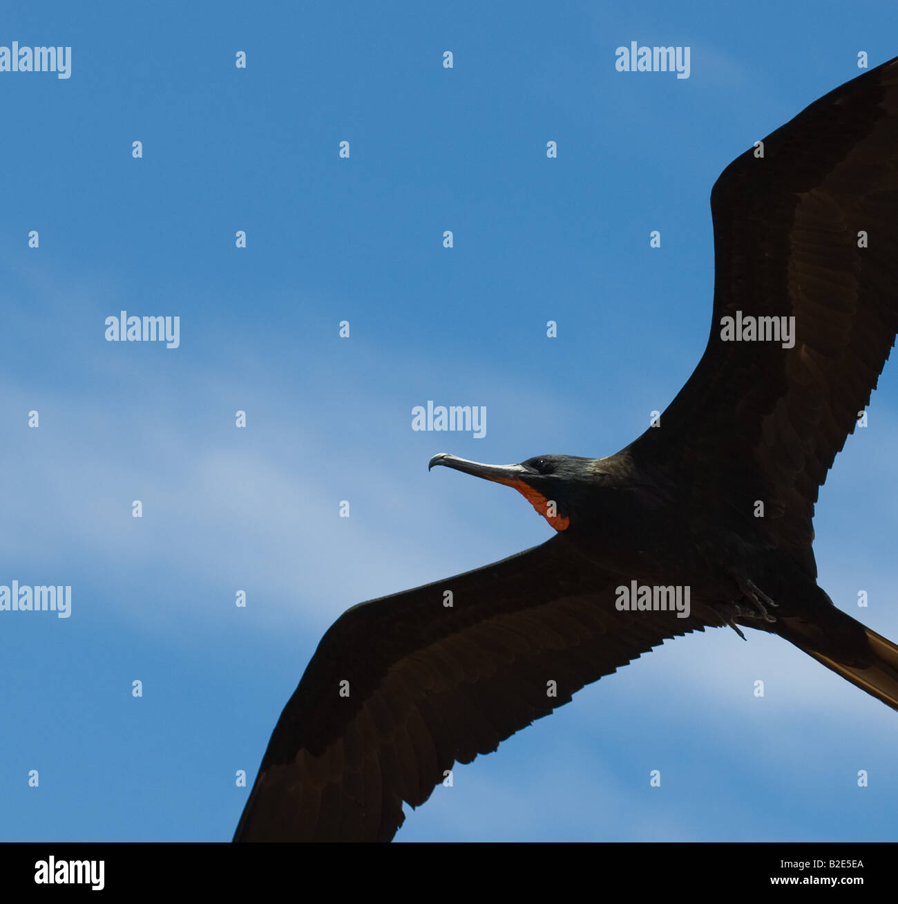 Frigate birds hi-res stock photography and images - Alamy