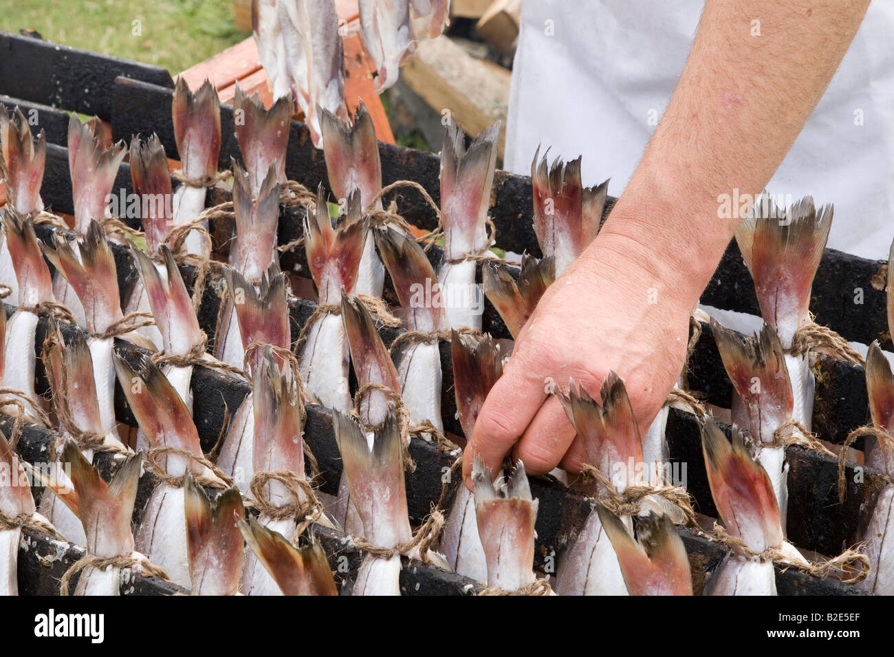 Cooked Haddock fish Smokies, smoked preserved speciality seafood ...
