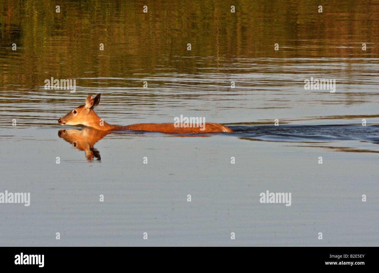 White tailed Deer doe swimming through water Stock Photo - Alamy
