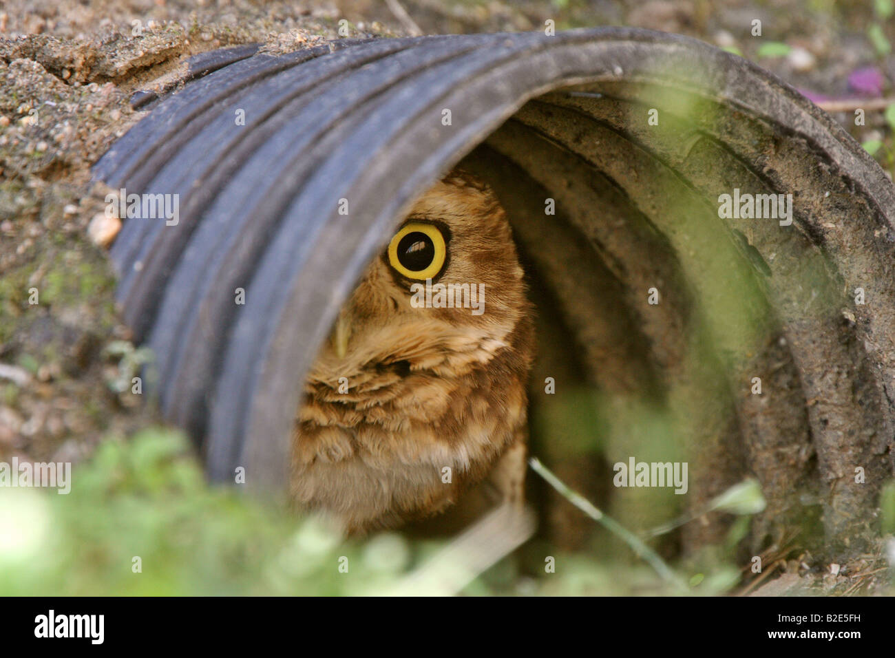 Burrowing Owl in culvert Stock Photo - Alamy