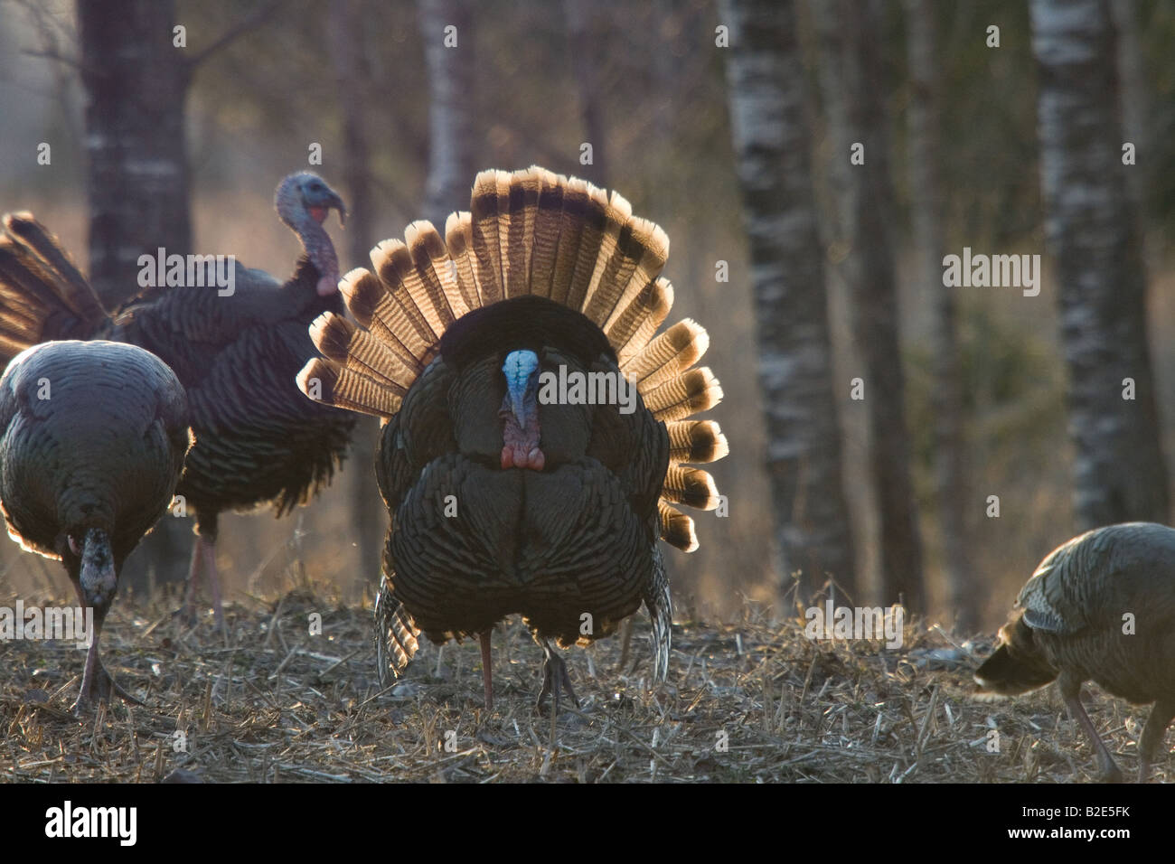 Jake eastern wild turkey in spring Stock Photo - Alamy
