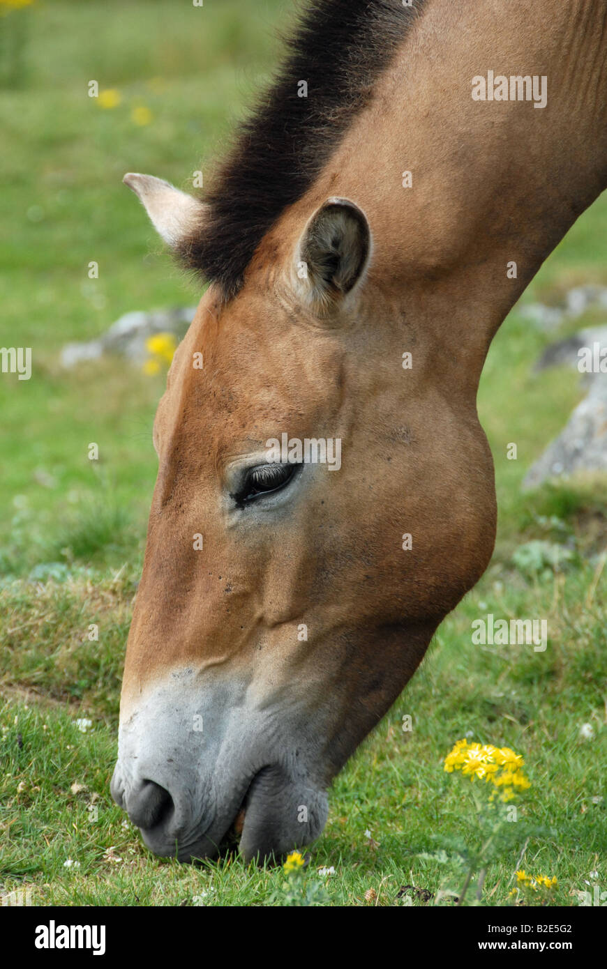 Neolithic horse hi-res stock photography and images - Alamy