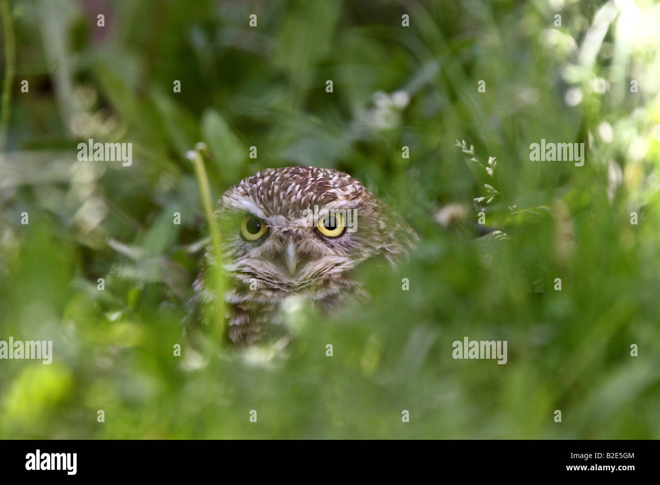 Burrowing Owl amongst vegetation Stock Photo - Alamy