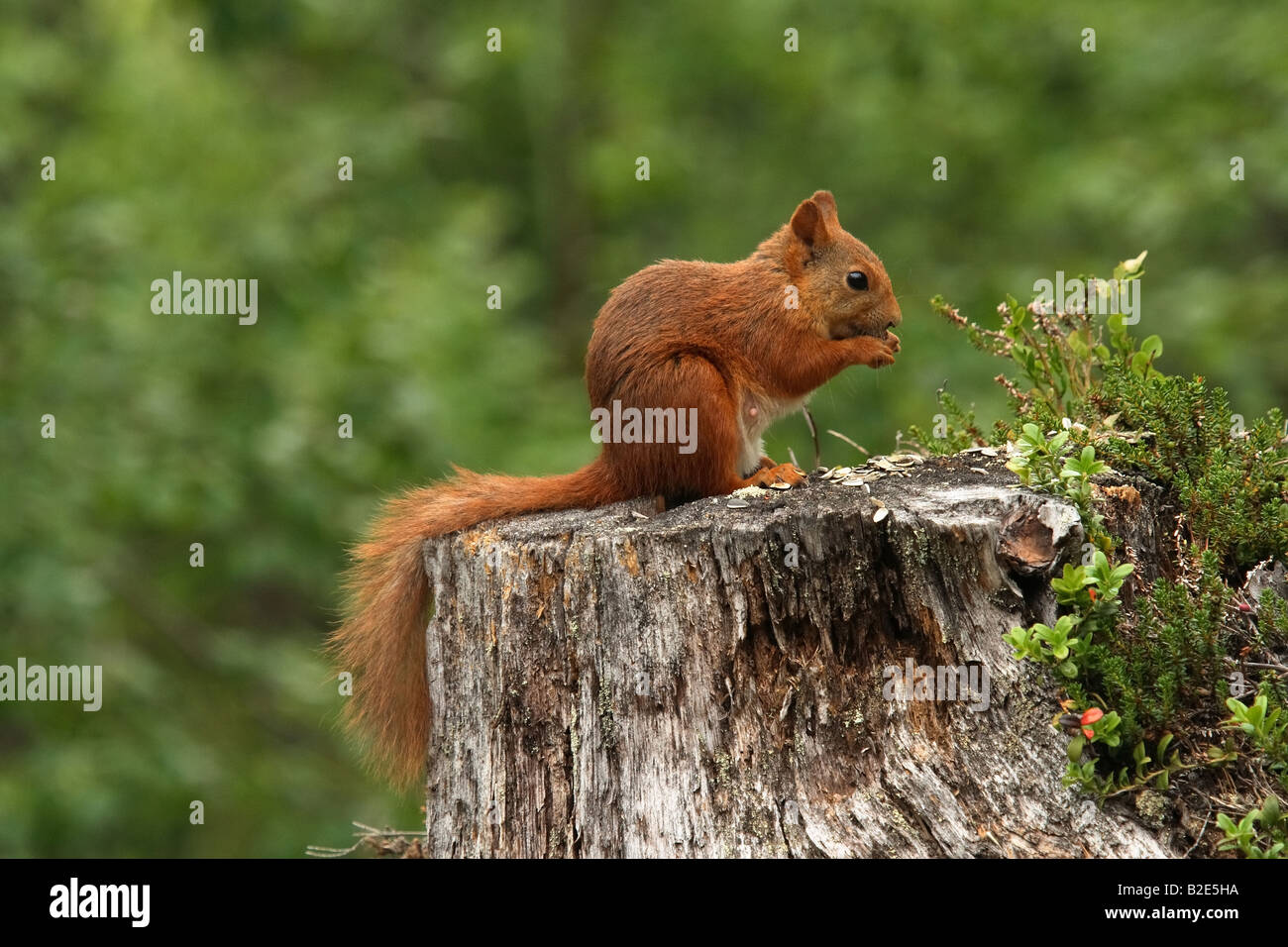 Red Squirrel - (Sciurus vulgaris) Feeding on a tree stump Stock Photo ...