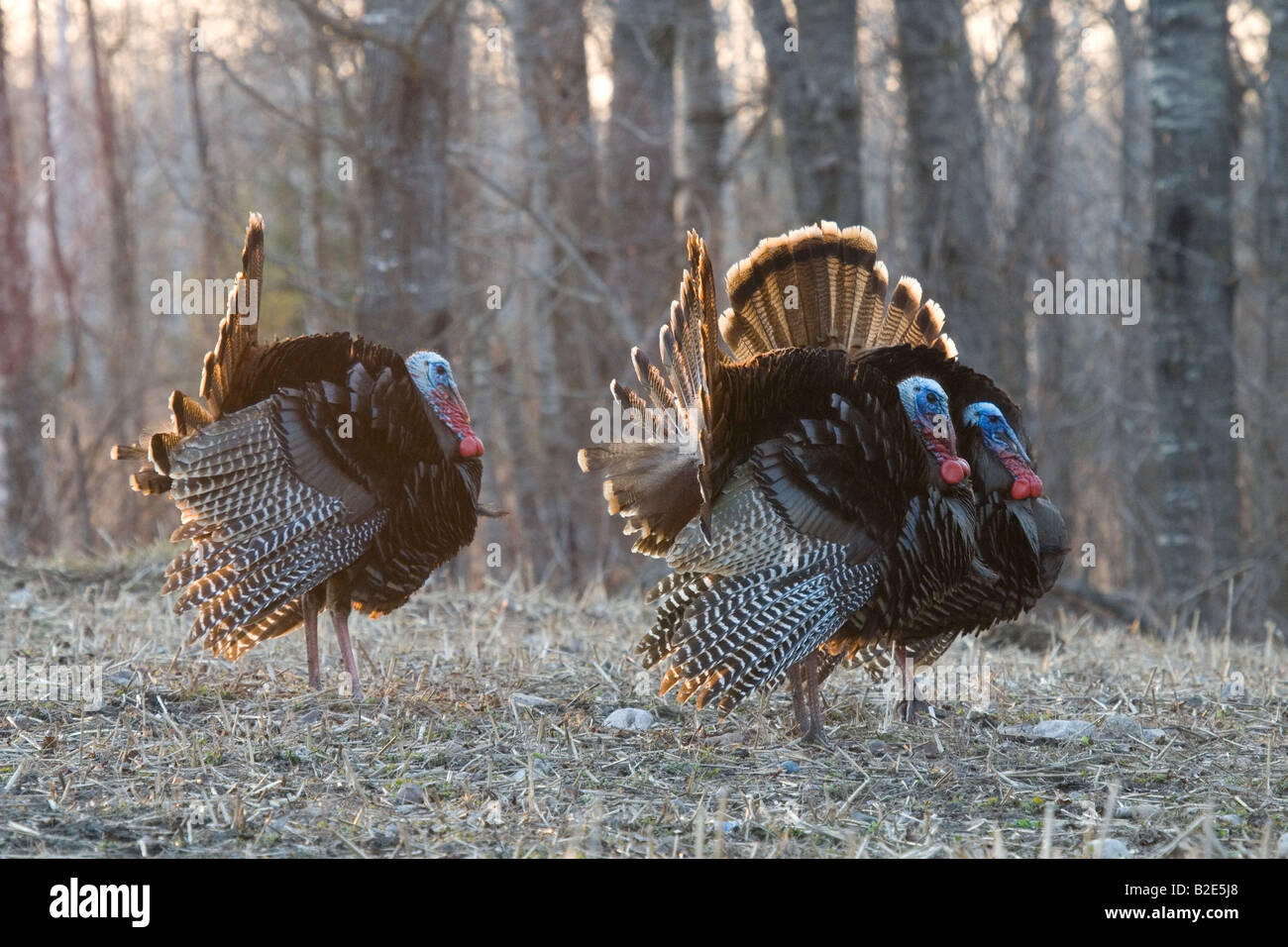 Jake eastern wild turkey in spring Stock Photo - Alamy