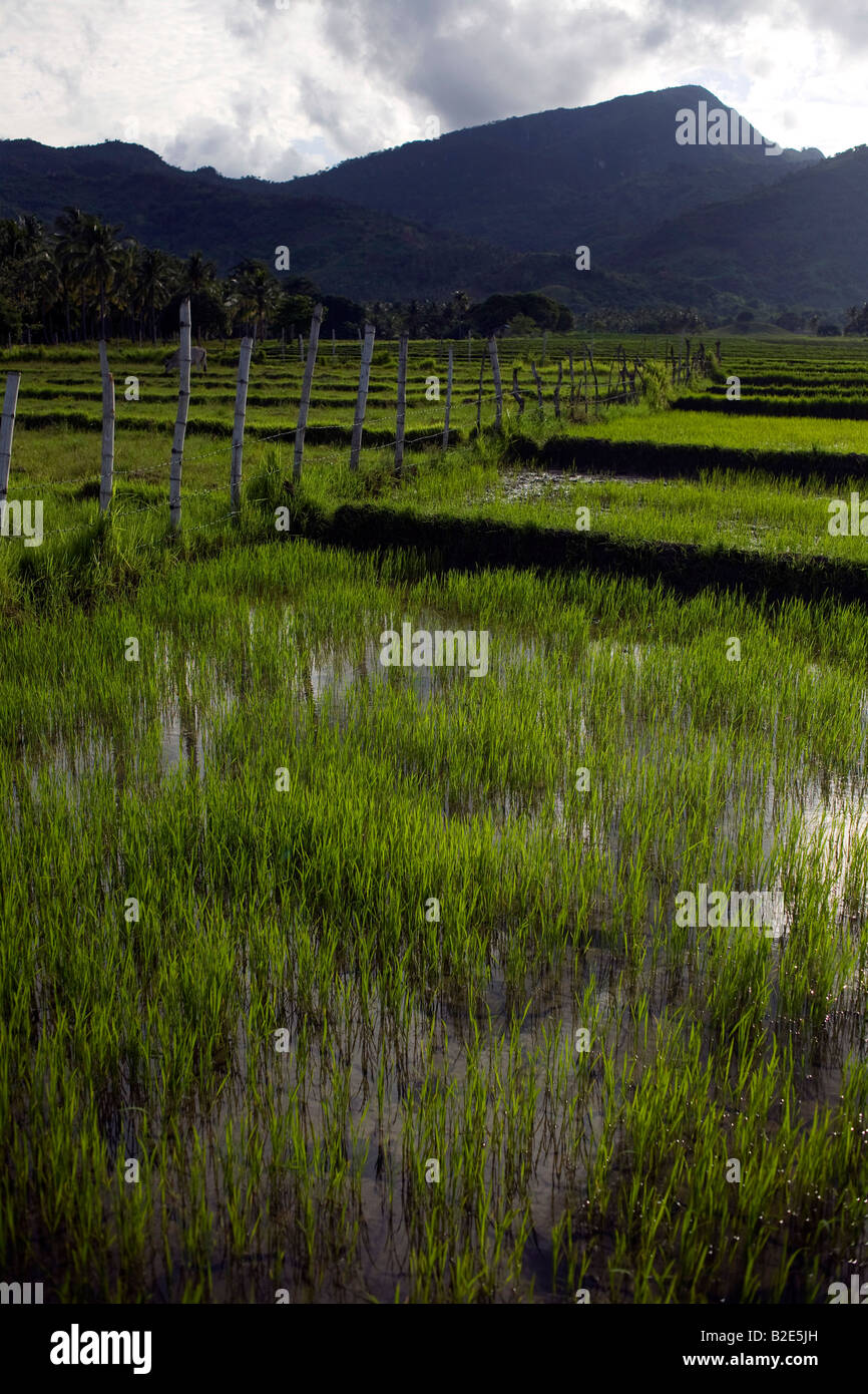 Philippines mindoro rice field hi-res stock photography and images - Alamy