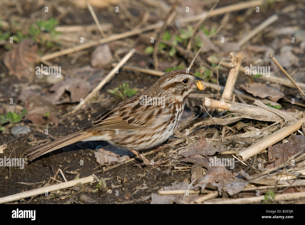 Song sparrow eating bits of corn Stock Photo - Alamy