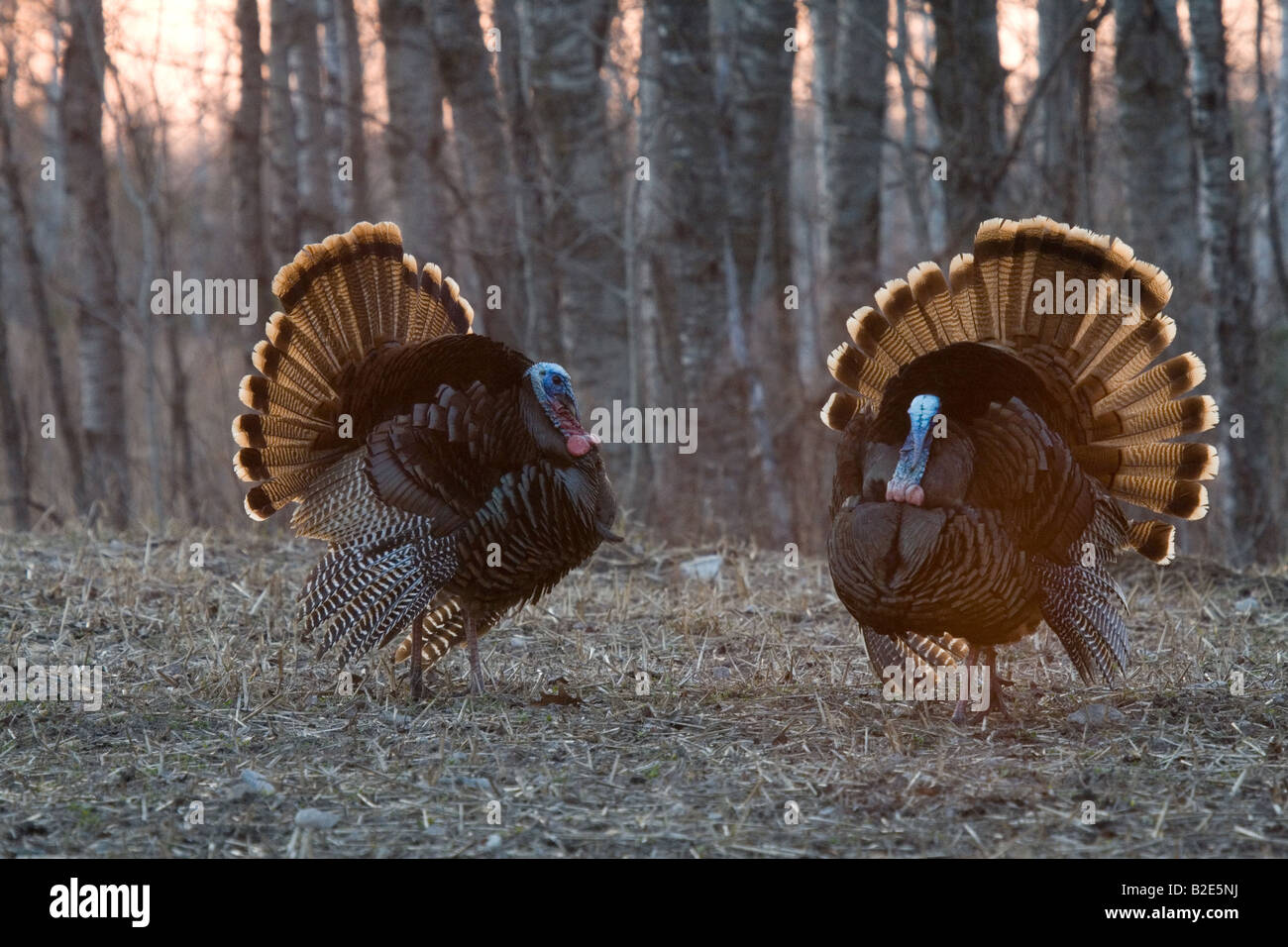 Juvenile wild turkeys hi-res stock photography and images - Alamy