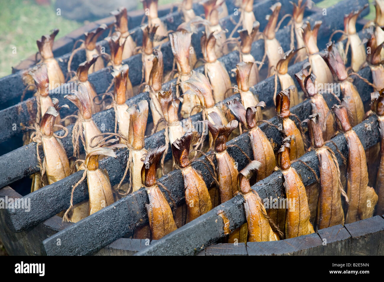 Cooked Haddock fish Smokies, smoked preserved speciality seafood ...