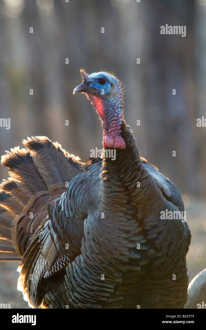 Jake eastern wild turkey in spring Stock Photo - Alamy
