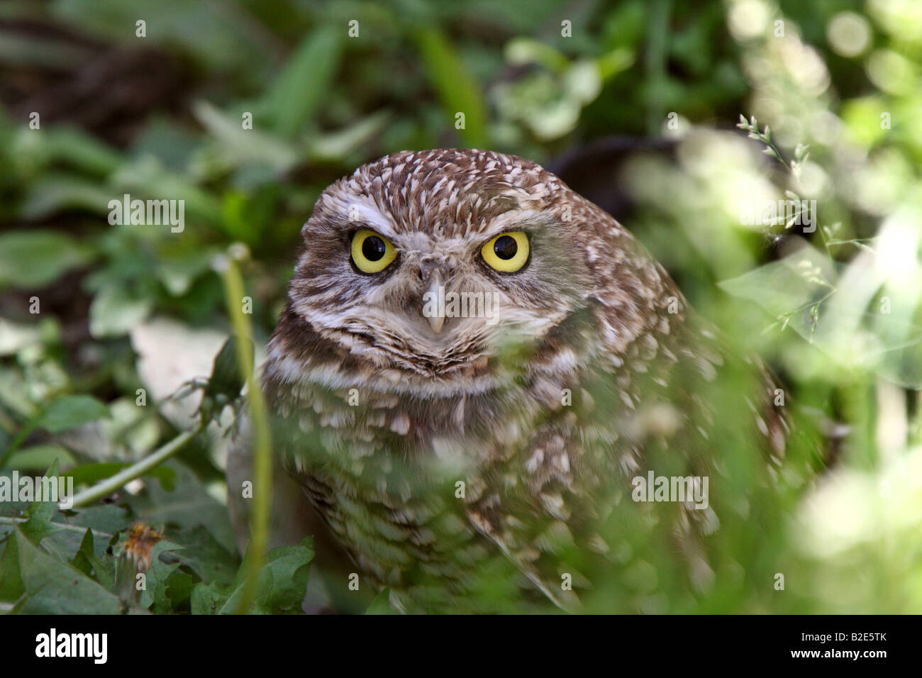Burrowing Owl amongst vegetation Stock Photo - Alamy