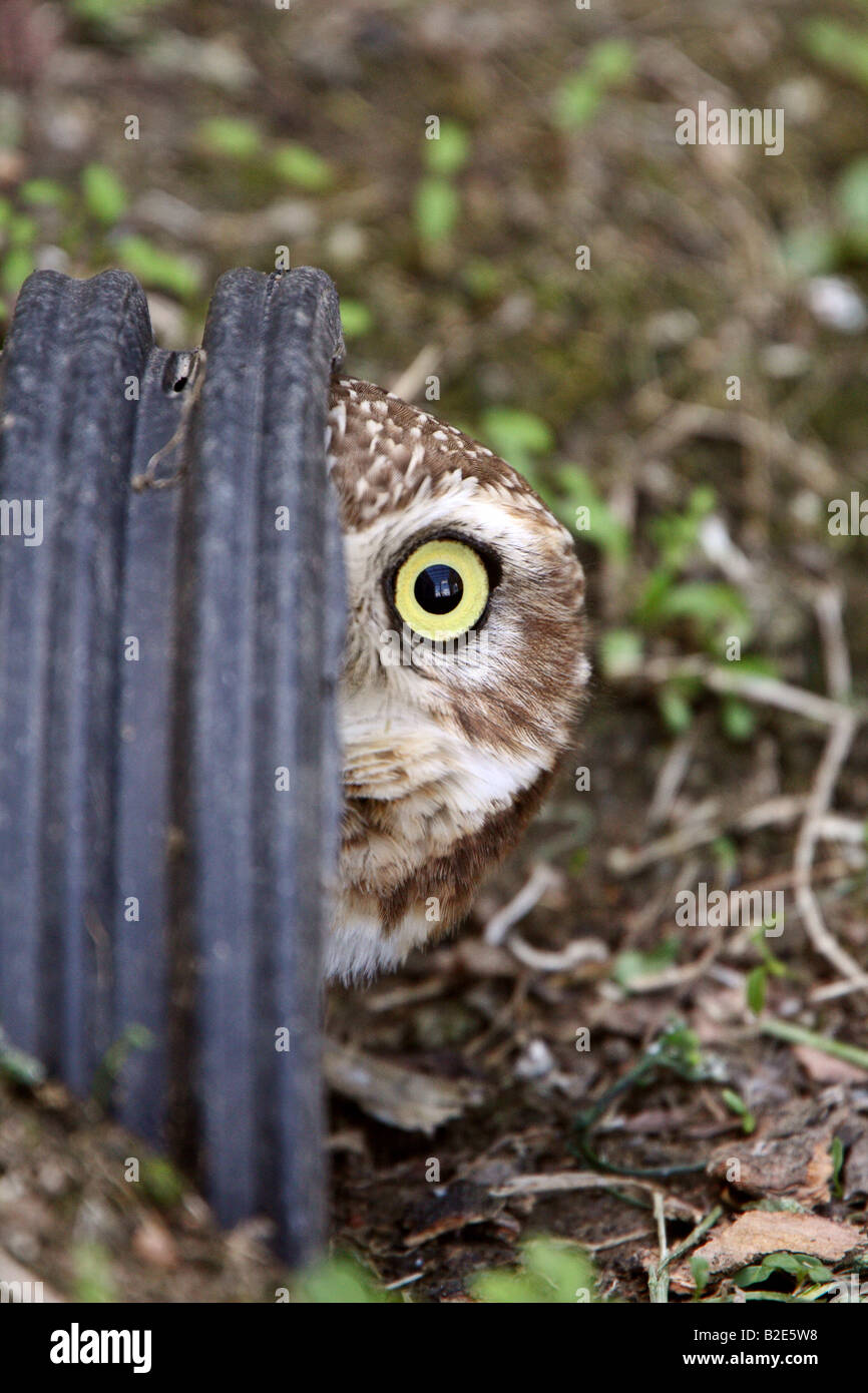 Culvert Animal High Resolution Stock Photography and Images - Alamy