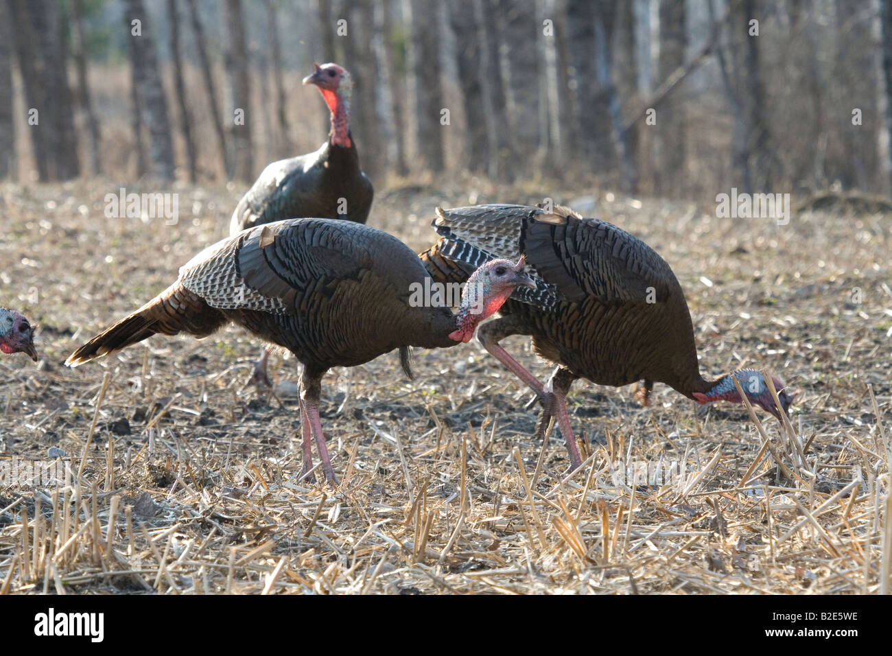 Jake eastern wild turkey in spring Stock Photo - Alamy