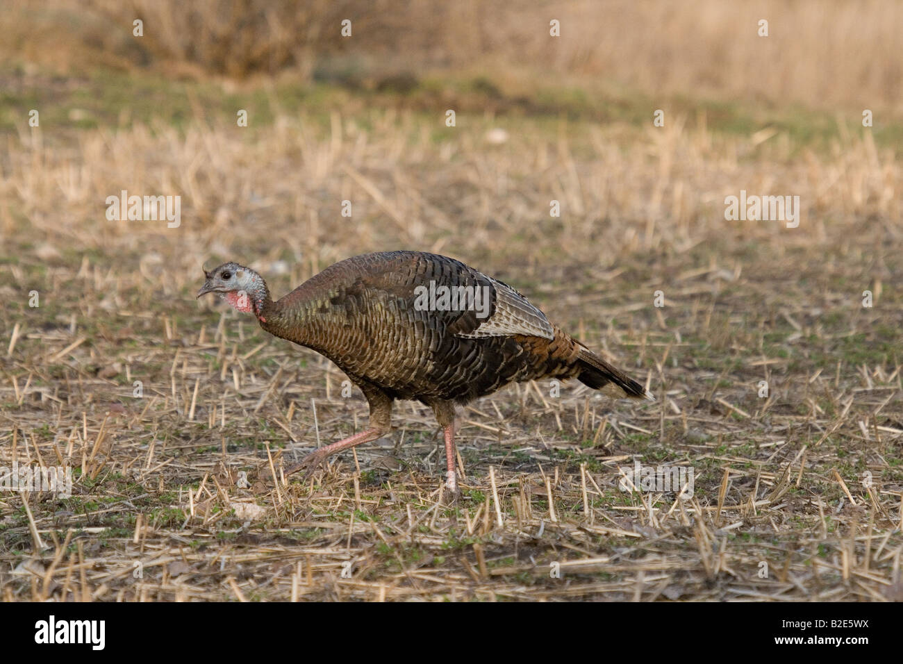 Hen eastern wild turkey Stock Photo - Alamy