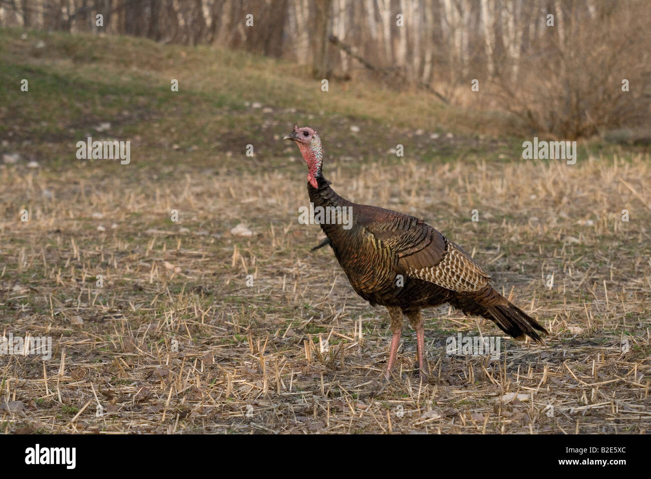 Jake eastern wild turkey in spring Stock Photo - Alamy