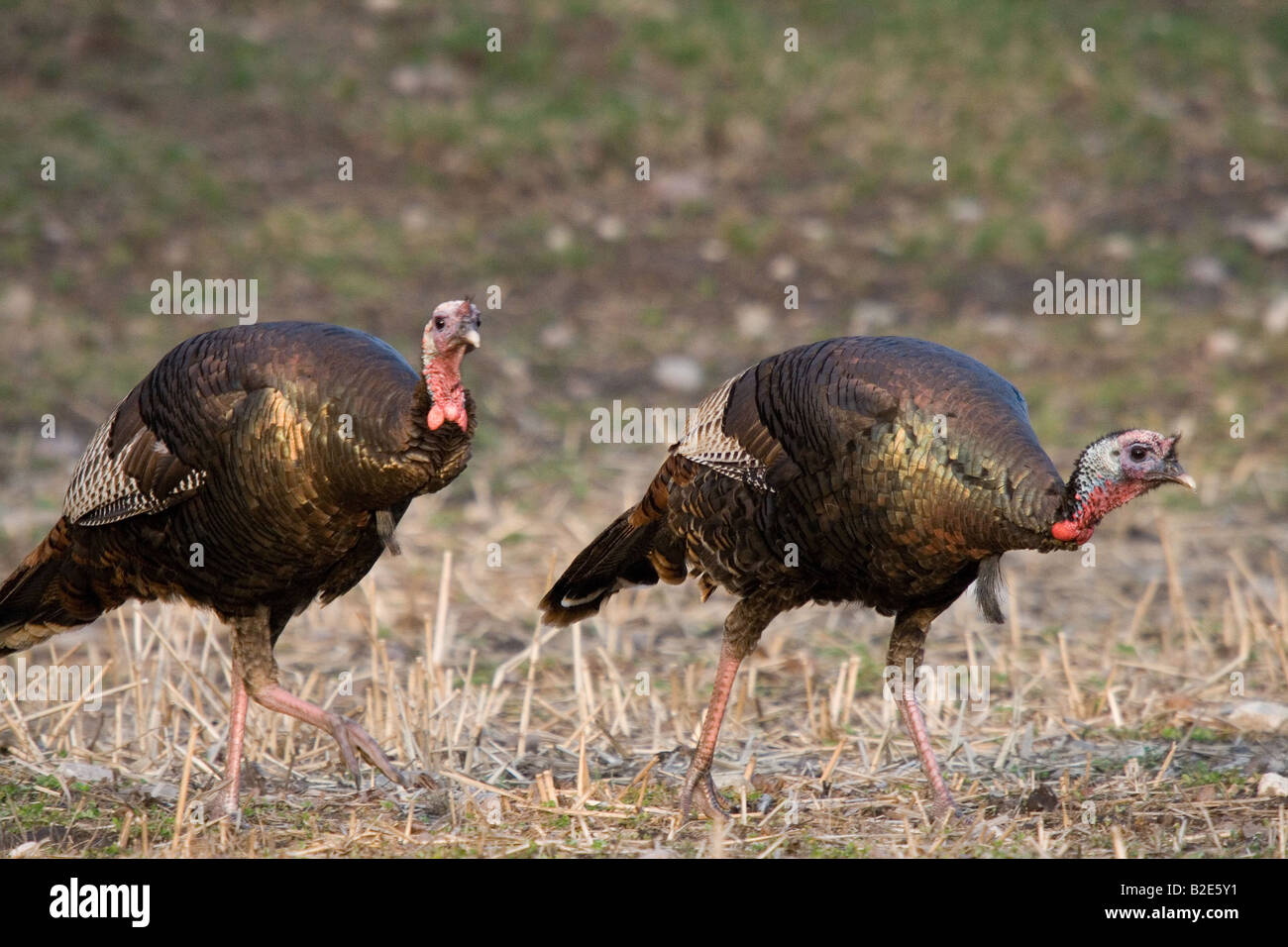 Jake eastern wild turkey in spring Stock Photo - Alamy