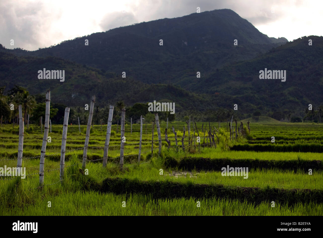 A rice field in the countryside near Mansalay, Oriental Mindoro ...