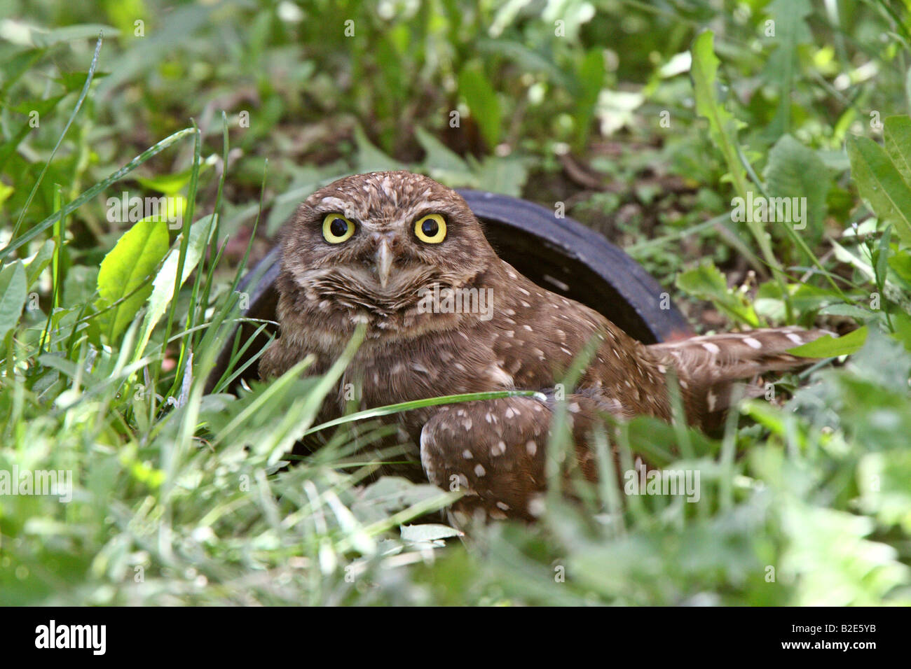 Culvert animal hi-res stock photography and images - Alamy