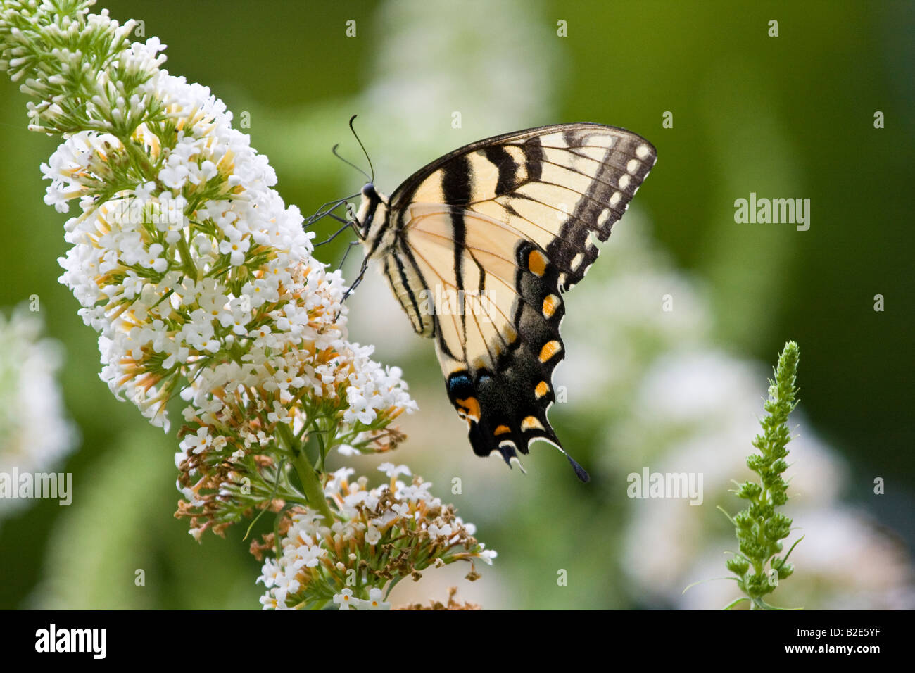 Eastern Tiger Swallowtail Butterfly Stock Photo - Alamy