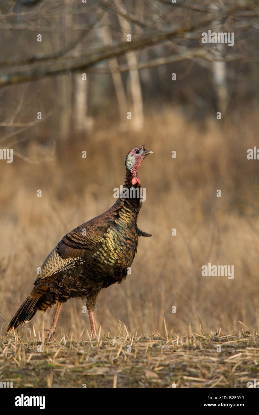 Jake eastern wild turkey in spring Stock Photo - Alamy