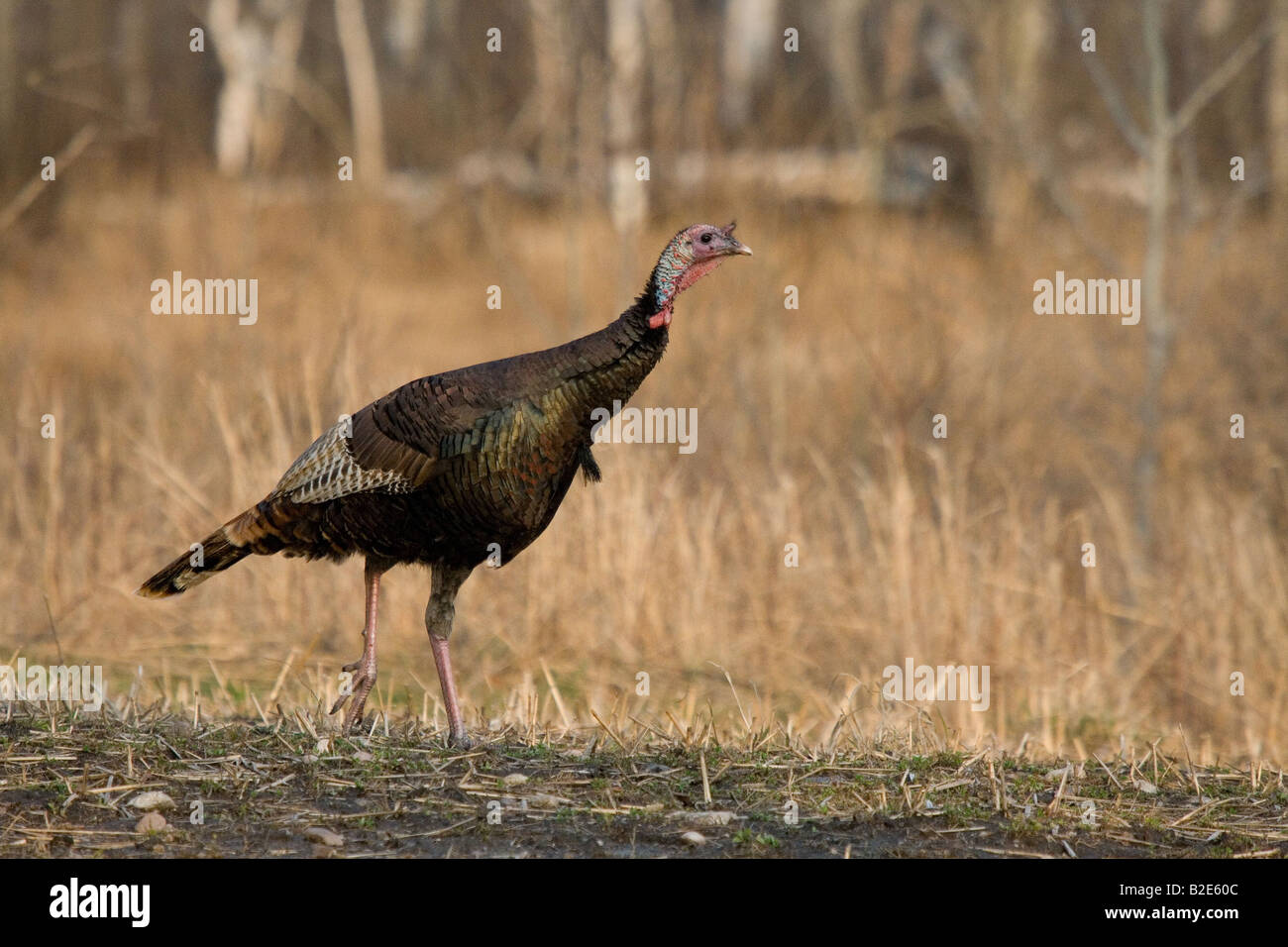 Jake eastern wild turkey in spring Stock Photo - Alamy