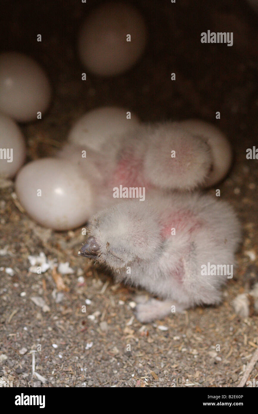 Burrowing Owl eggs and chicks Stock Photo - Alamy