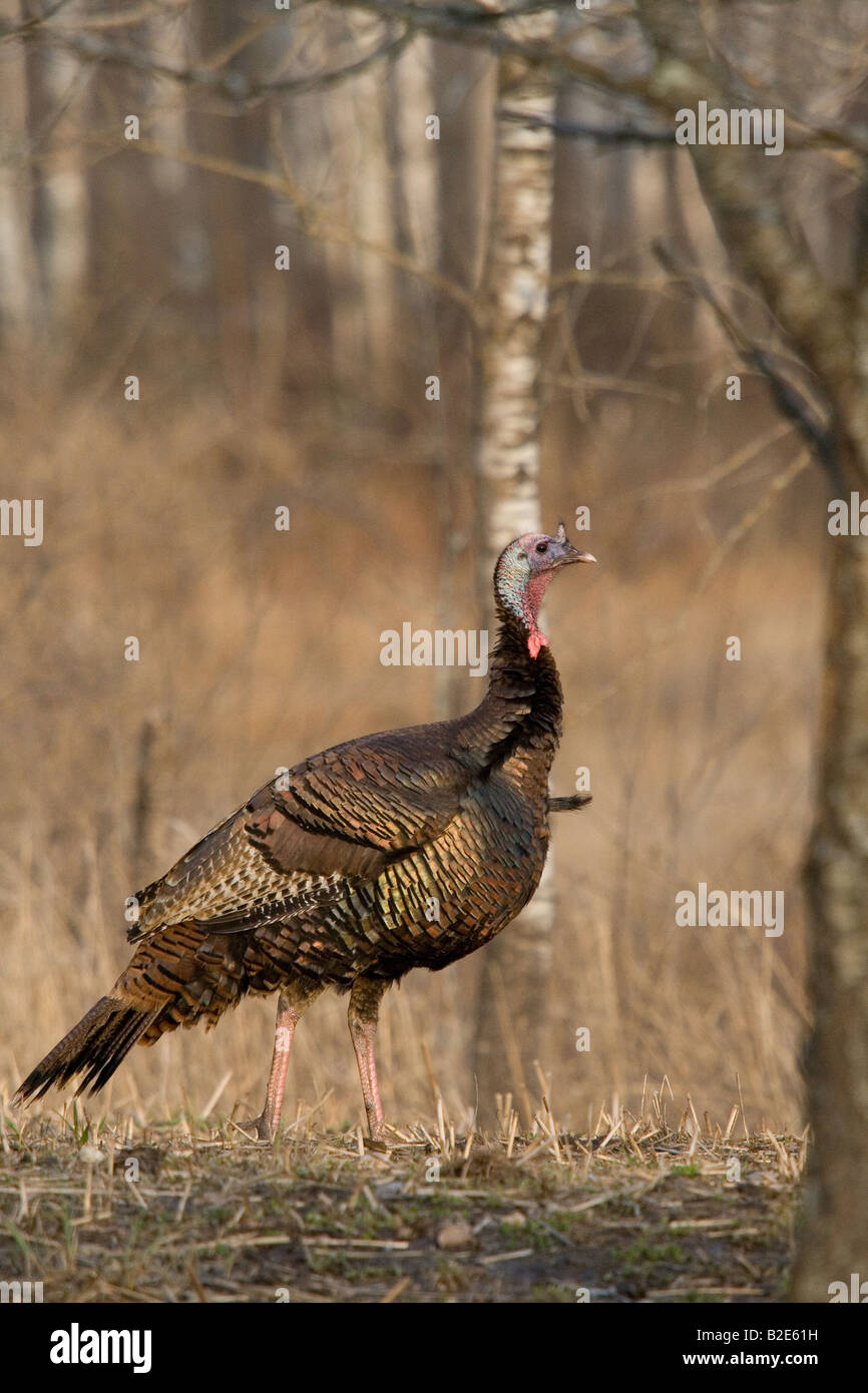 Jake eastern wild turkey in spring Stock Photo - Alamy